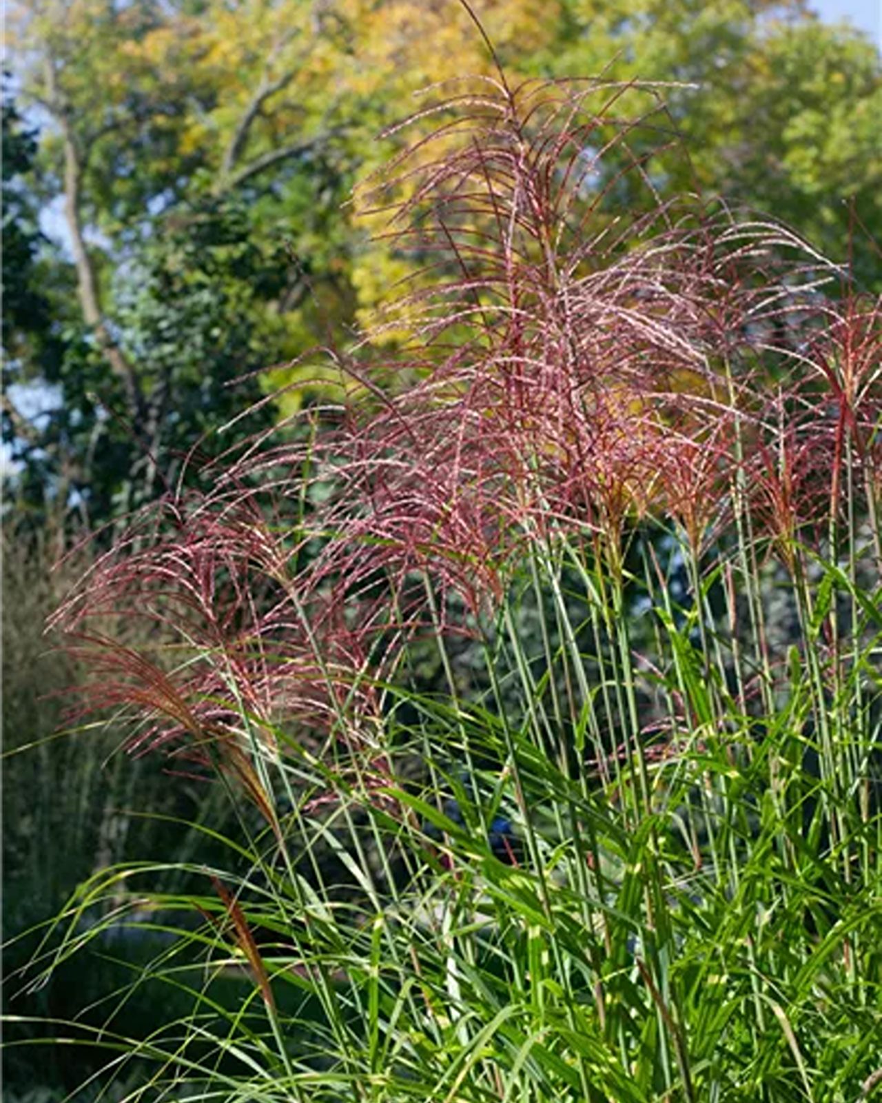 Miscanthus sinensis Pünktchen | A.M. ozoli